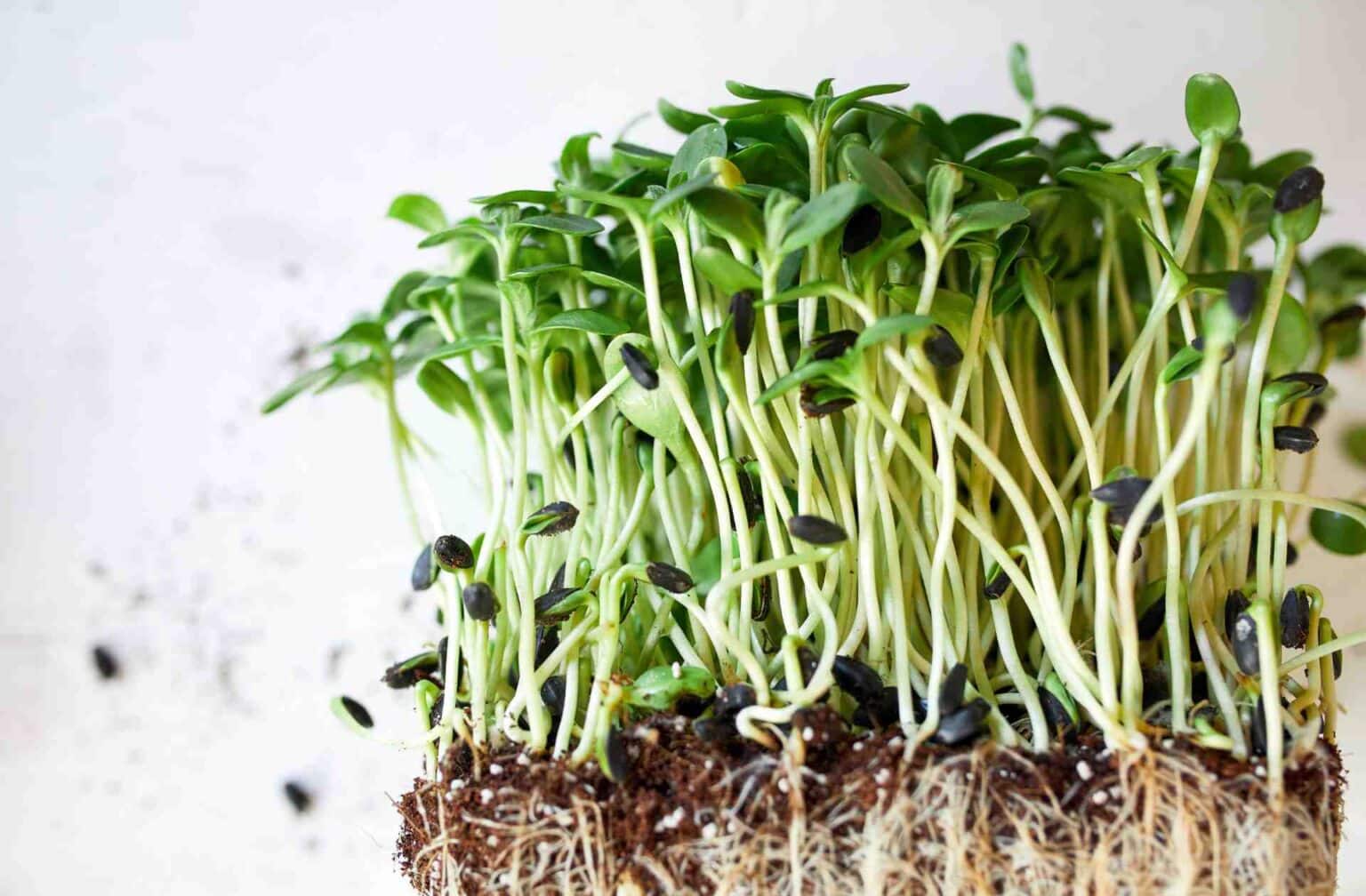 What Is Live Food: A Guide To Nutrient-Dense, Plant-Based Eating - The ...