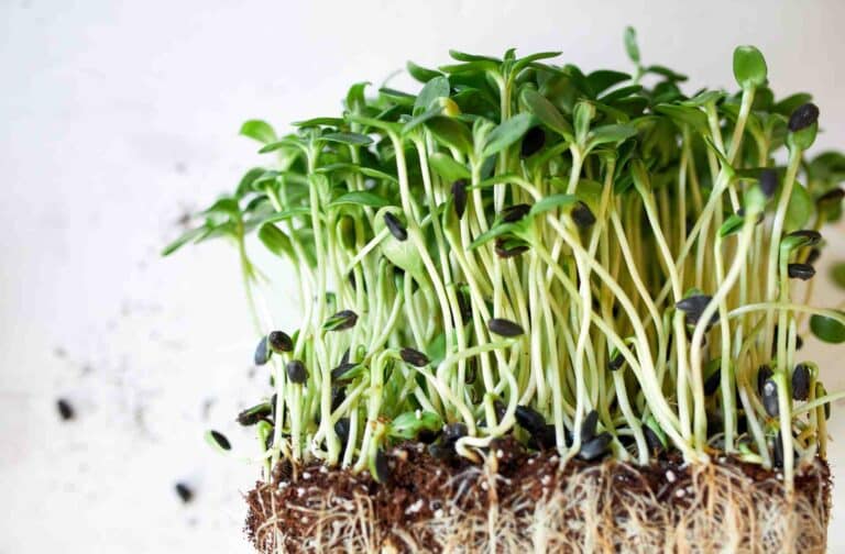 What Is Live Food: A Guide To Nutrient-Dense, Plant-Based Eating - The ...