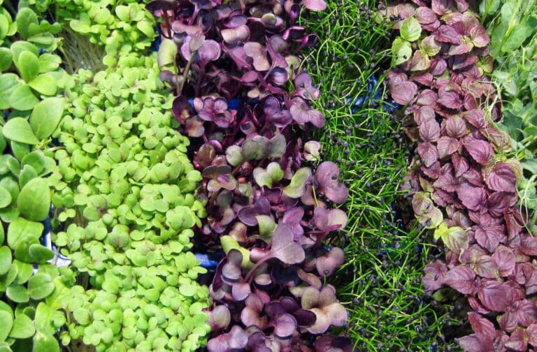 What Is Live Food: A Guide To Nutrient-Dense, Plant-Based Eating - The ...